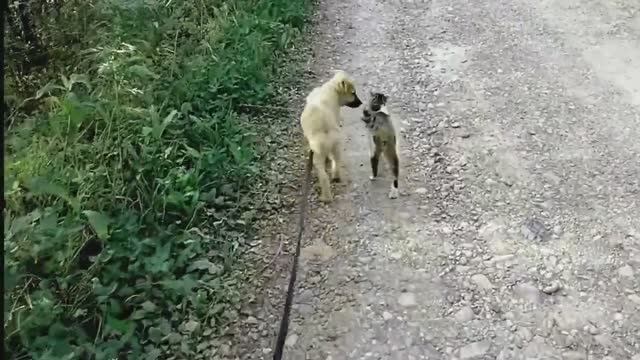 Прогулка на троих в лес: Бим, Дуся и Я! (архив 2020г)