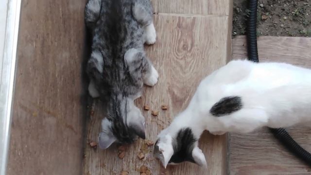 МАМА - КОШКА С КОТЁНКОМ. ГОЛОДНЫЕ КИСКИ. ОТДЫХ В ЛАЗАРЕВСКОМ. ИЮЛЬ 2023.