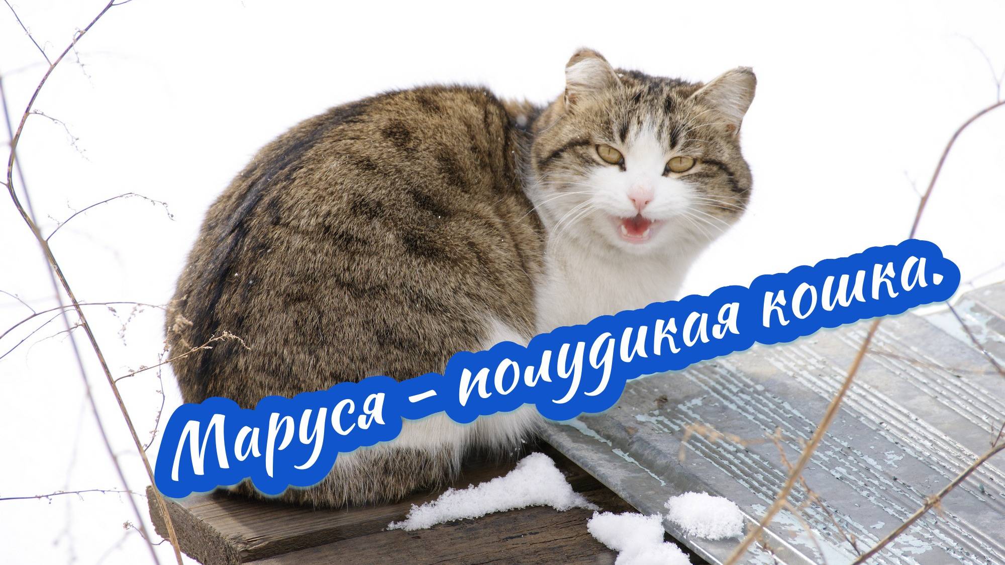 Кошка, которая гуляет сама по себе!