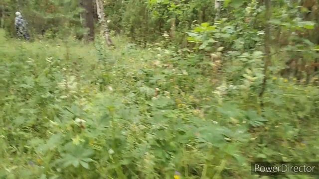 Здесь лапы у елей