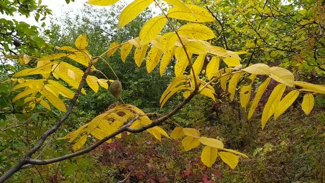 На даче вырос маньчжурский орех