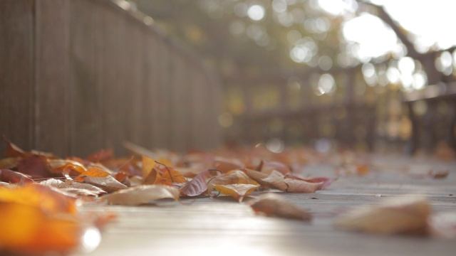 5510145-hd_1920_1080_24fps