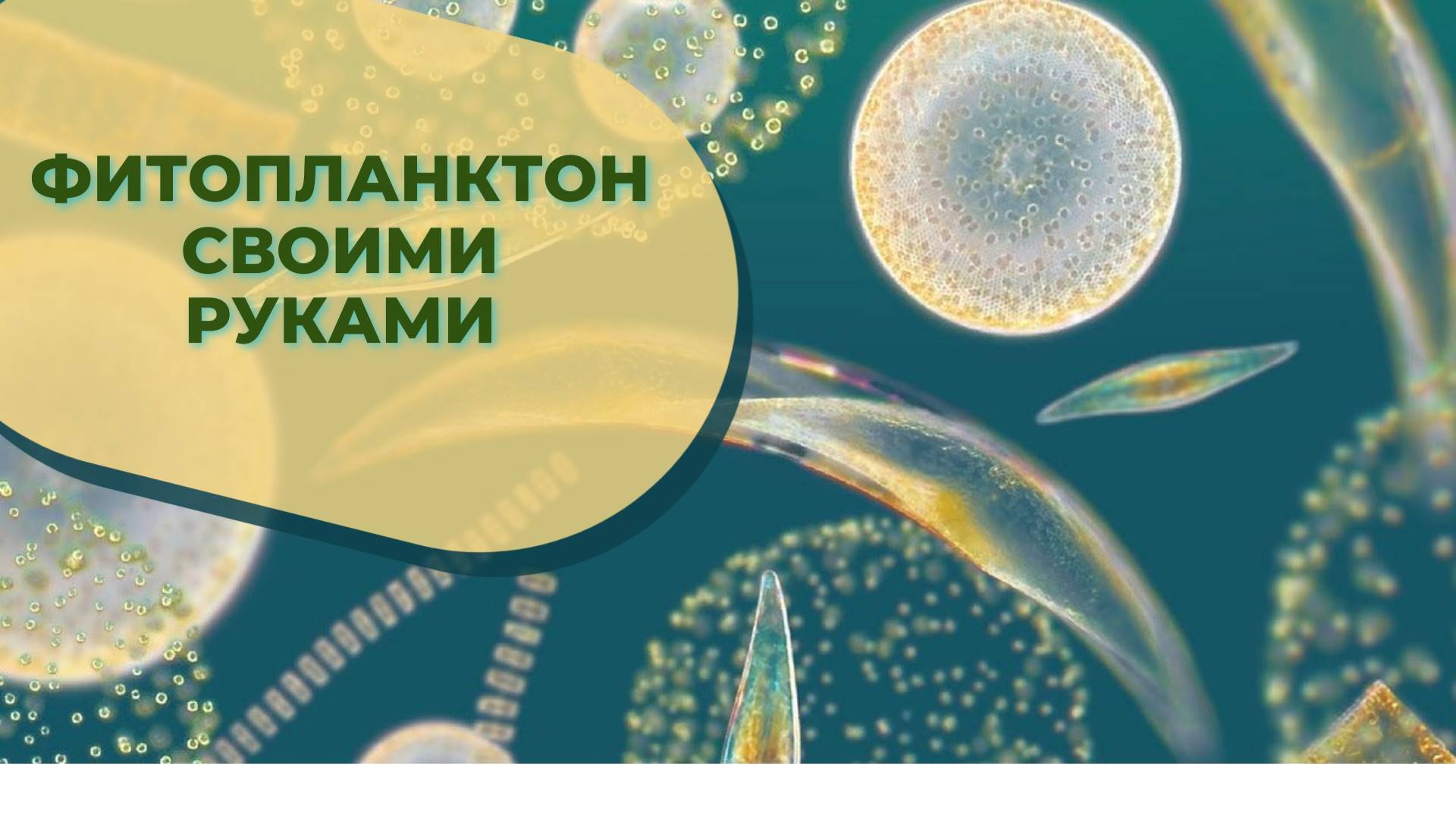 Часть 37 Фитопланктон своими руками