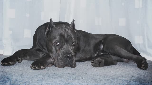 Кане корсо: Мой Жоффрей!