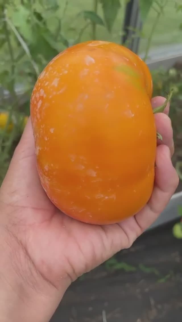 Теплица , 23 августа#shorts #shortsvideo #short #теплица#теплица