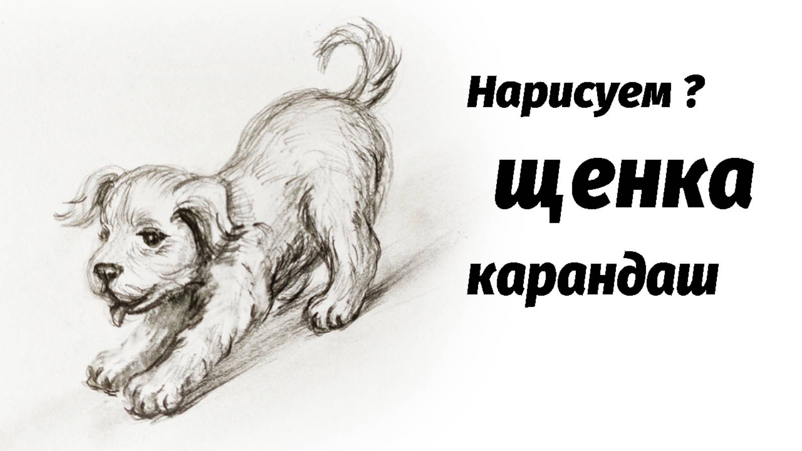 Как нарисовать щенка карандашом