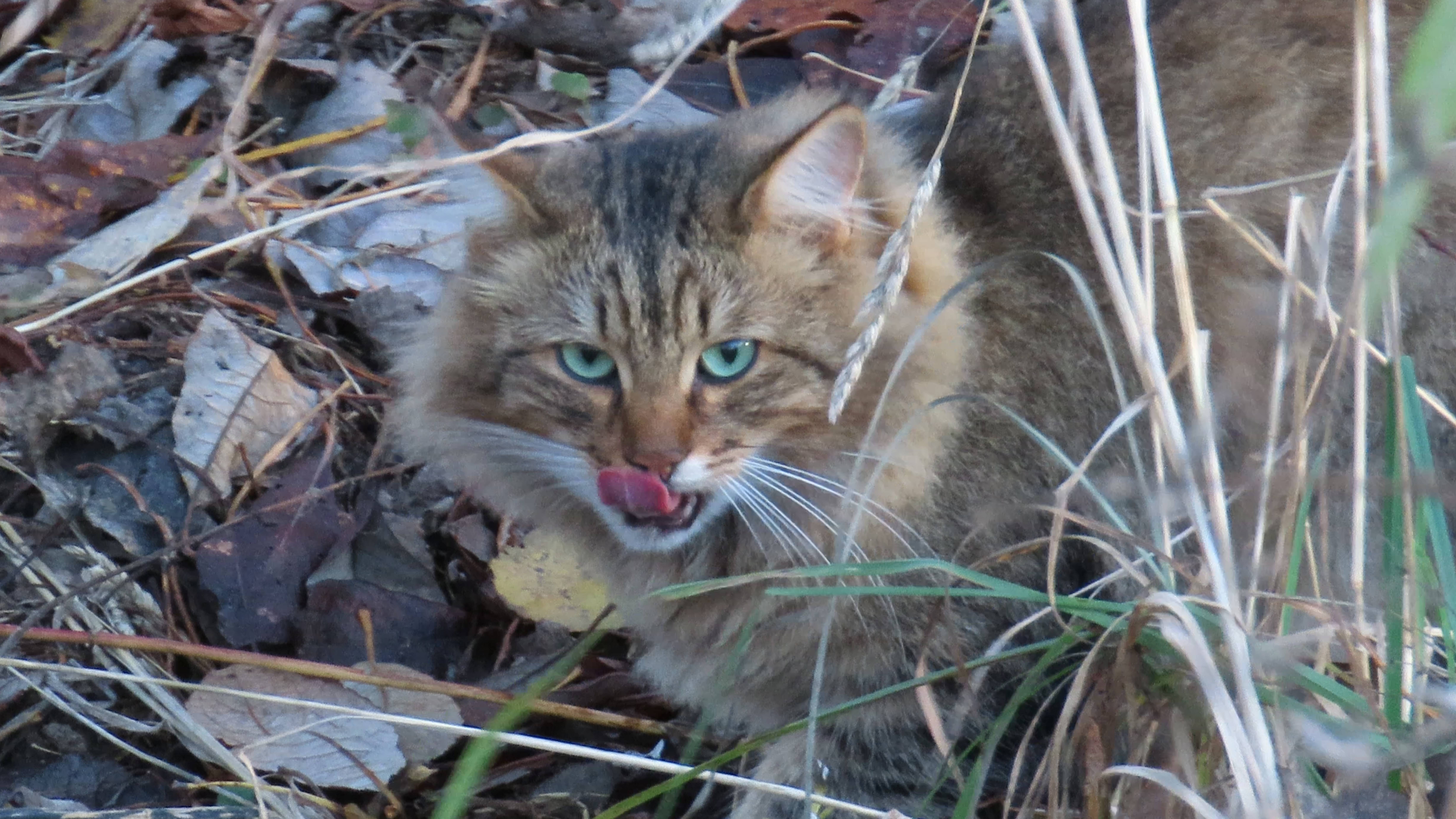 Котик-рыболов_#2, ч.8, Крылатское, 09 ноября 2024