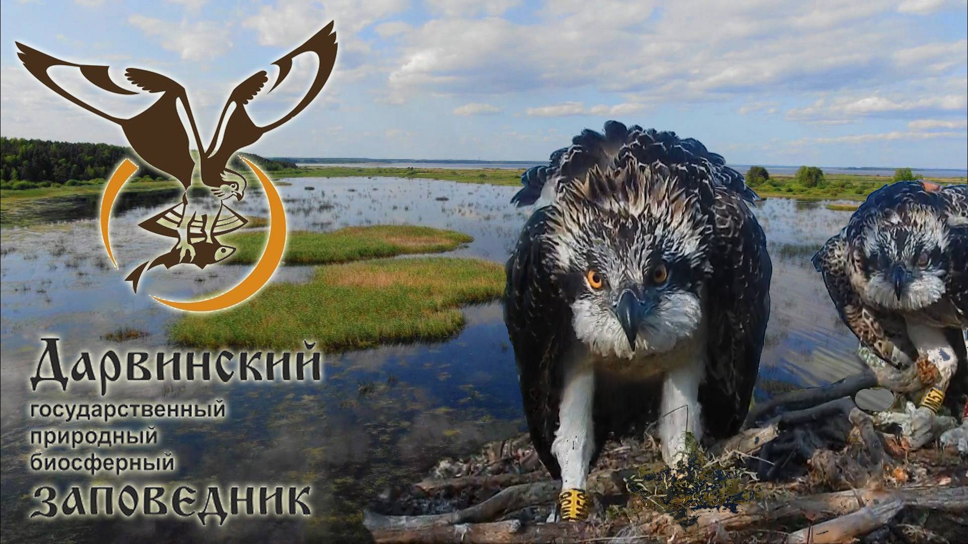 Эволюция ноосферы Дарвинский государственный природный биосферный заповедник Официальная презентация