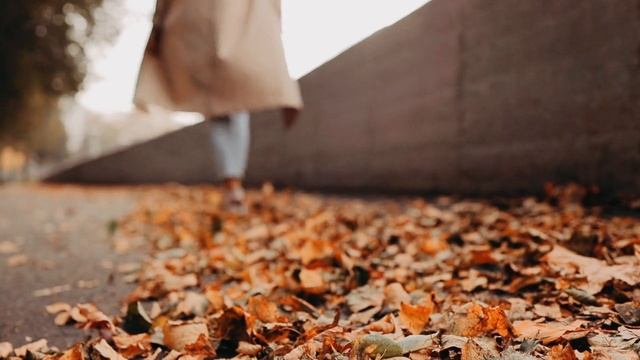 5602731-hd_1920_1080_30fps