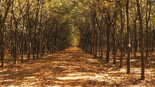 3492279-hd_1920_1080_30fps