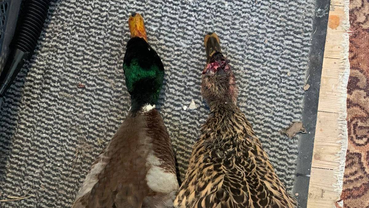 Осенняя охота на утку с подхода 2024. Тульская область.