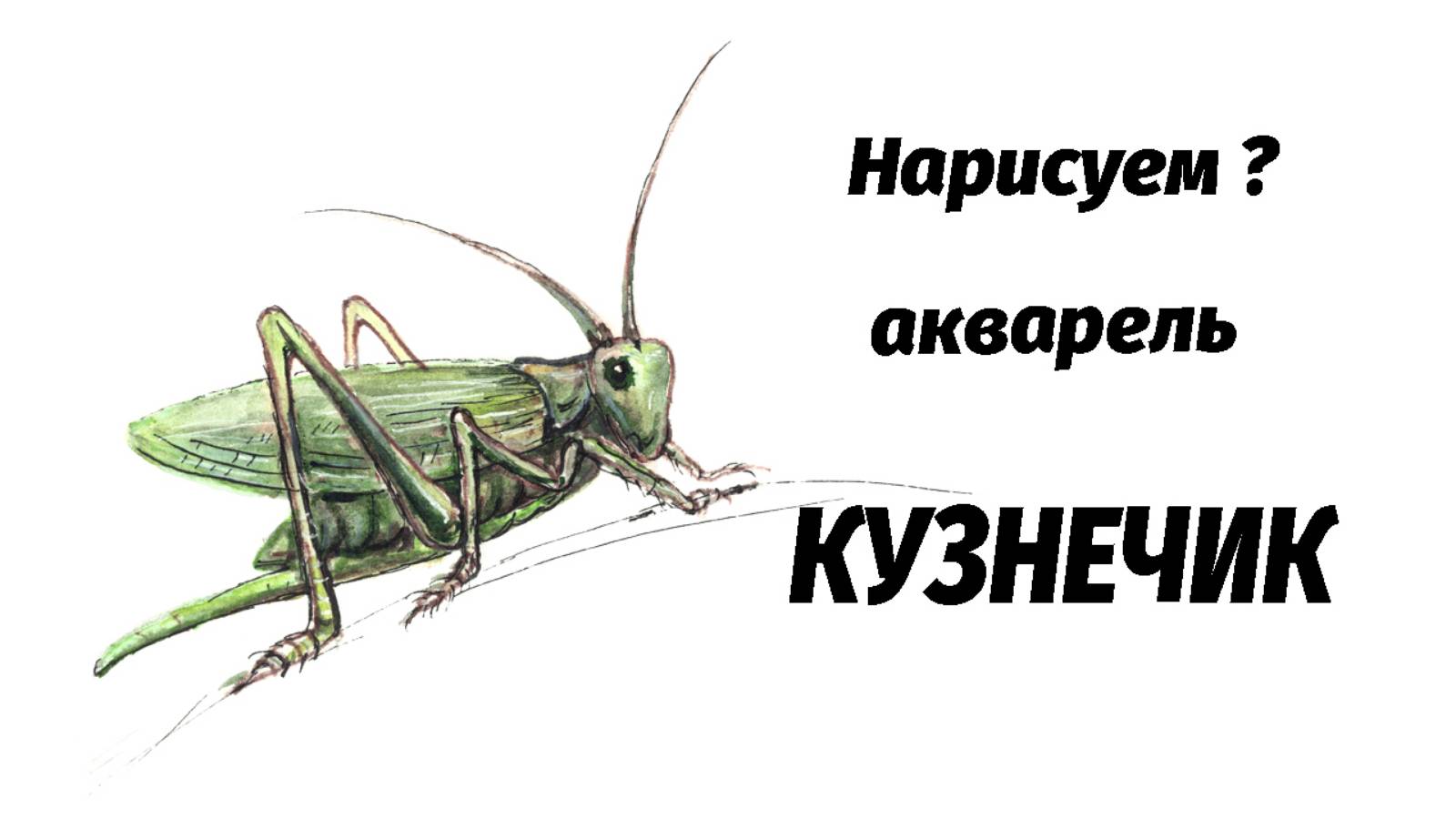 Как нарисовать кузнечика акварелью