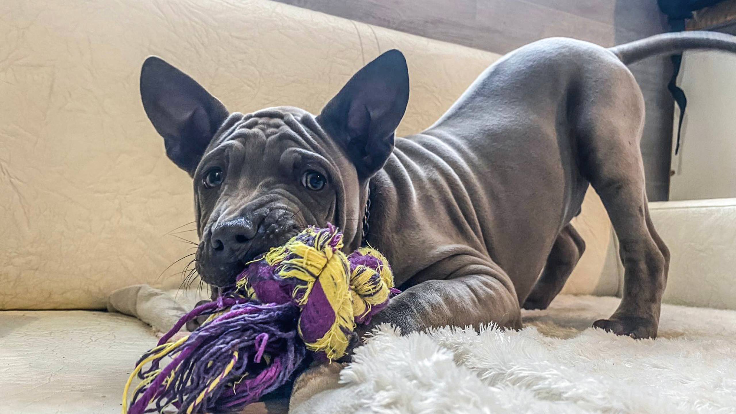 Голубой щенок тайского риджбека