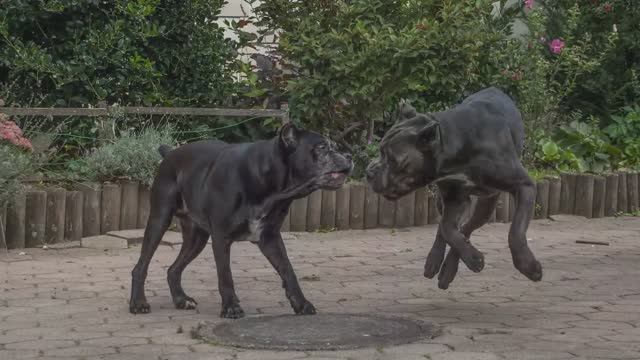 Кане корсо: Софи и Жоффрей