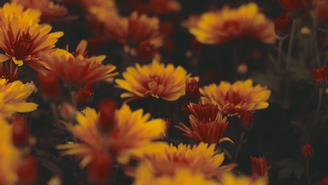 1494277-hd_1920_1080_24fps