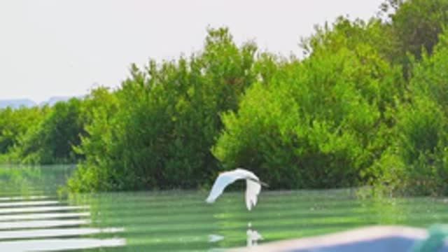 Hara Mangrove Forest, Qeshm Island, Iran