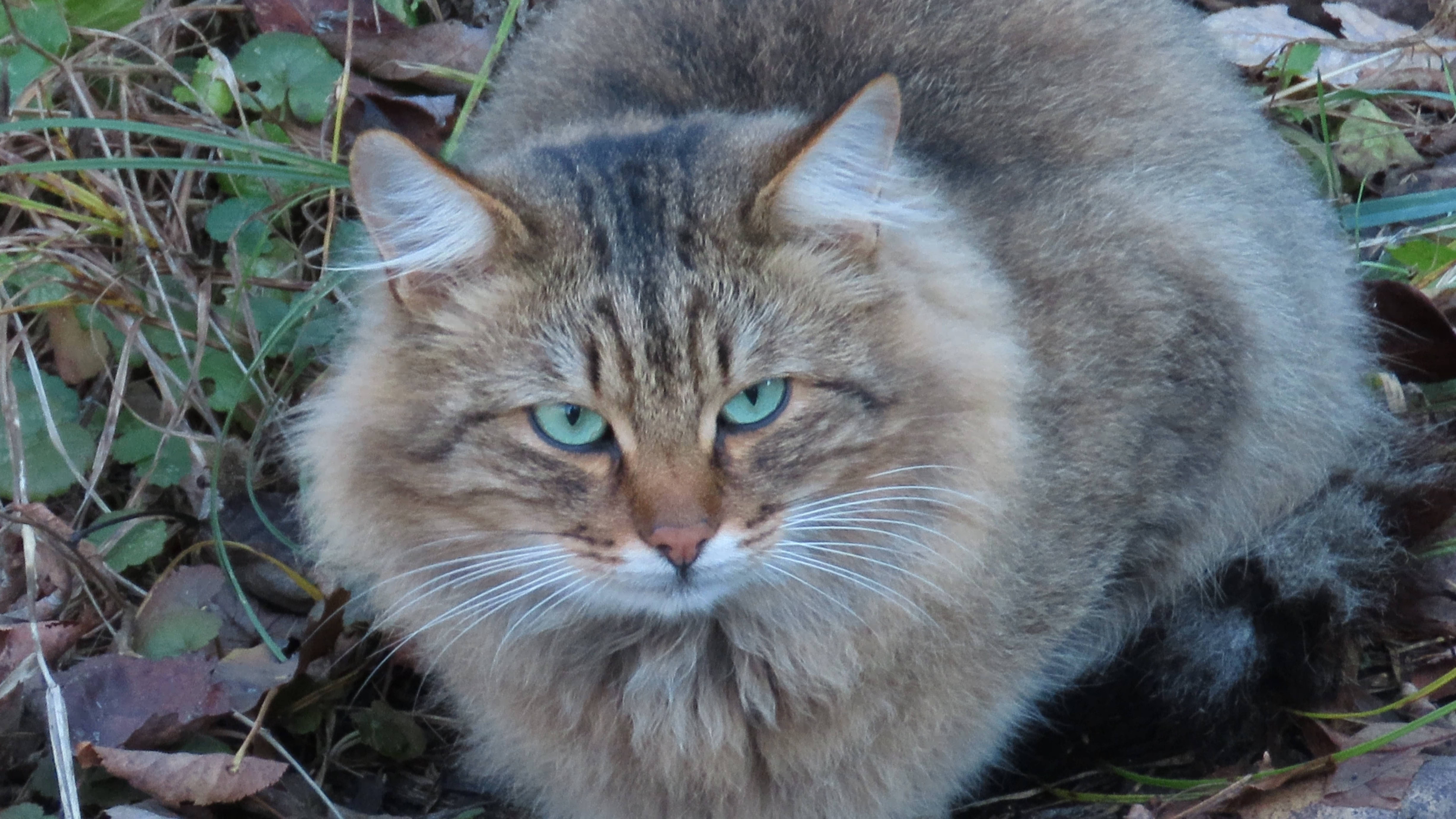 Котик-рыболов_#2, ч.7, Крылатское, 09 ноября 2024