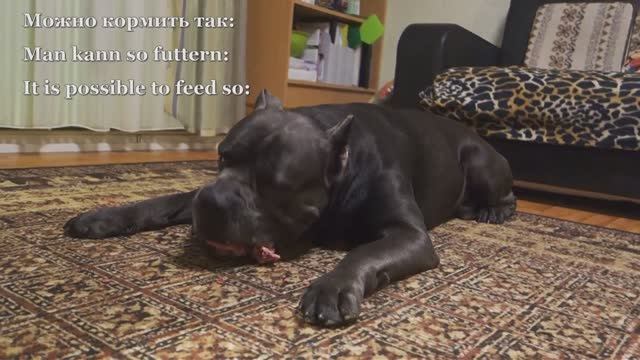Как прокормить кане корсо )