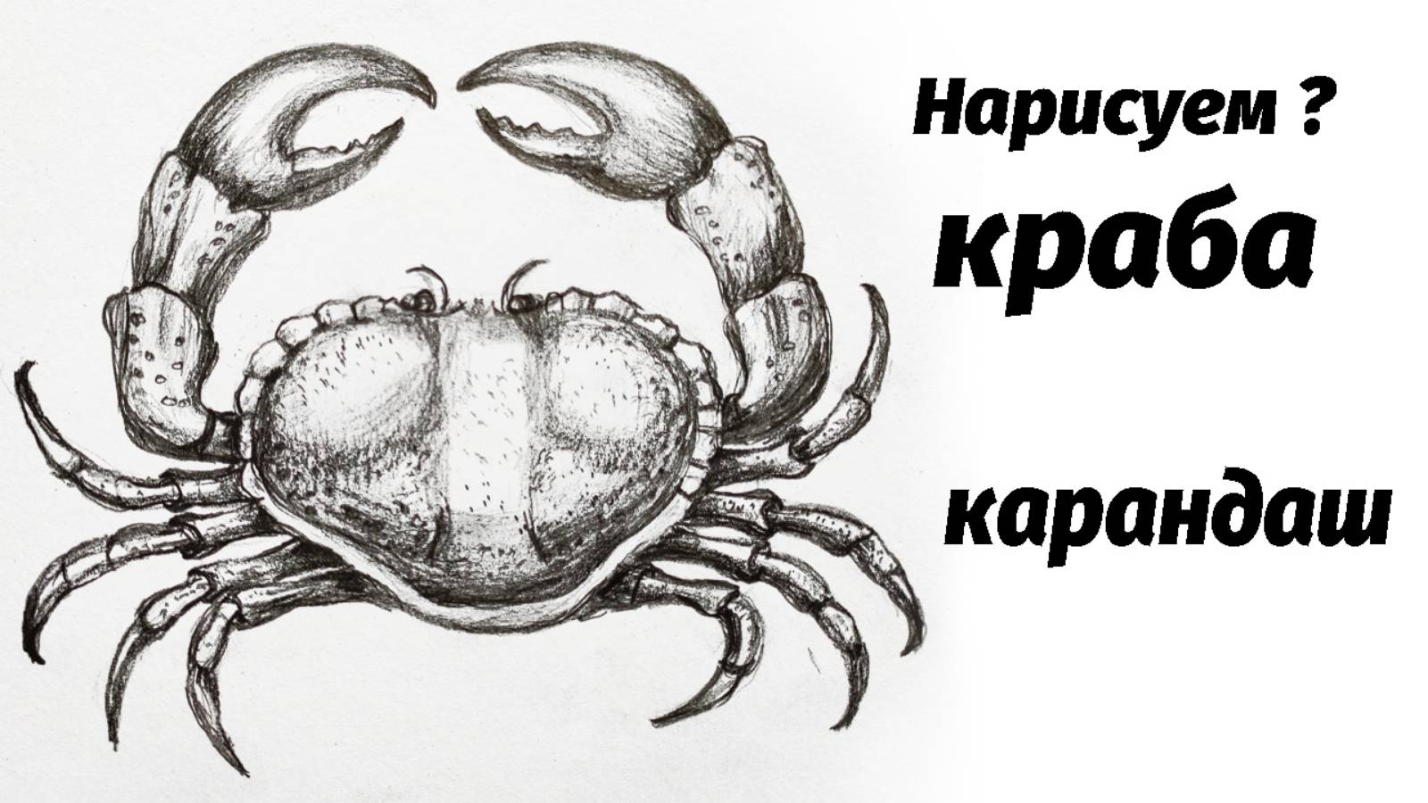 Как нарисовать краба карандашом