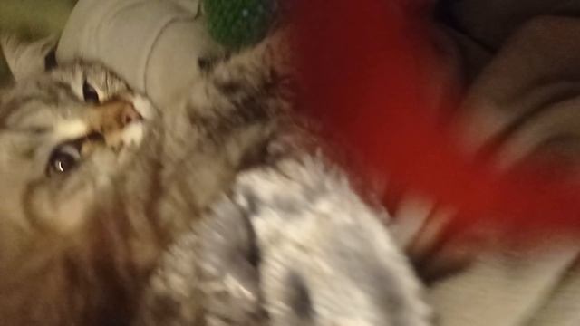 чем обычно занимается моя кошка