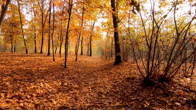 5825746-uhd_3840_2160_30fps