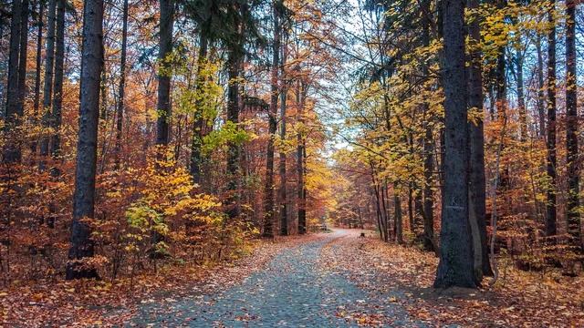 Снова осень... (Сергей Чекалин)