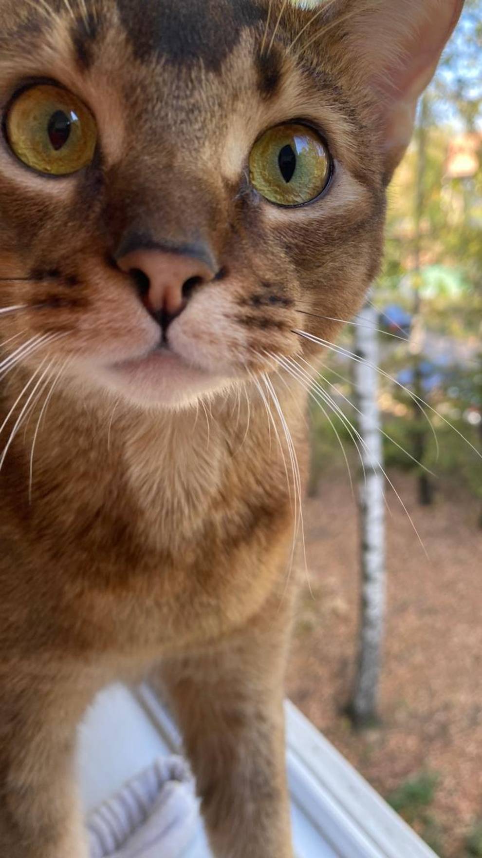 Кошка Сонька - Отдыхает