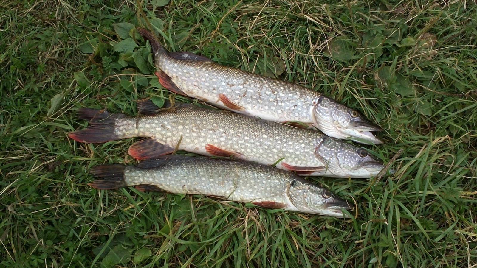 Ловля щуки на спиннинг!!!