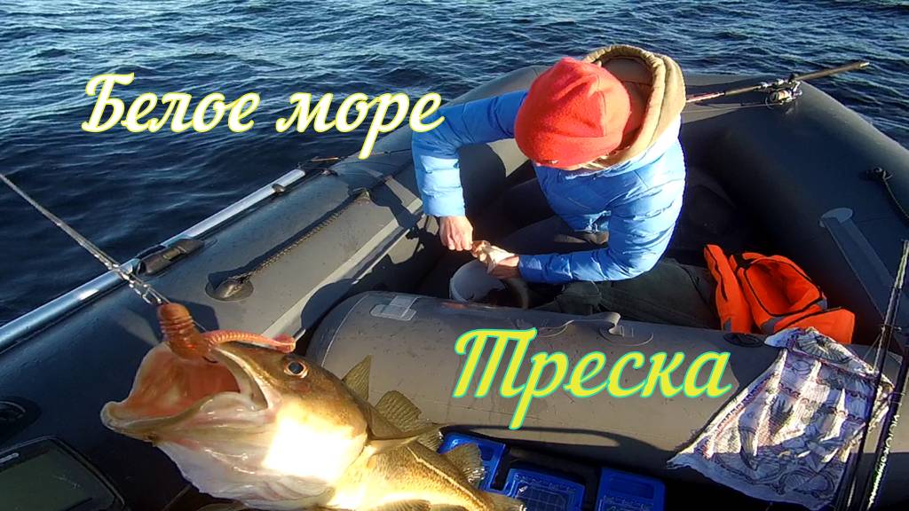 ТРЕСКА / БЕЛОЕ МОРЕ