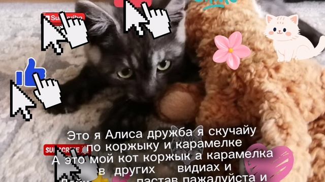 Мой кот «Коржик»