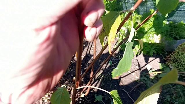 Гортензия на Штамбе Своими Руками(4 ствола)/Как Сформировать/Формировка Штамбовой Гортензии/часть 1