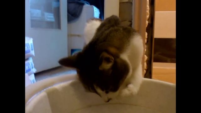 Кот чистюля