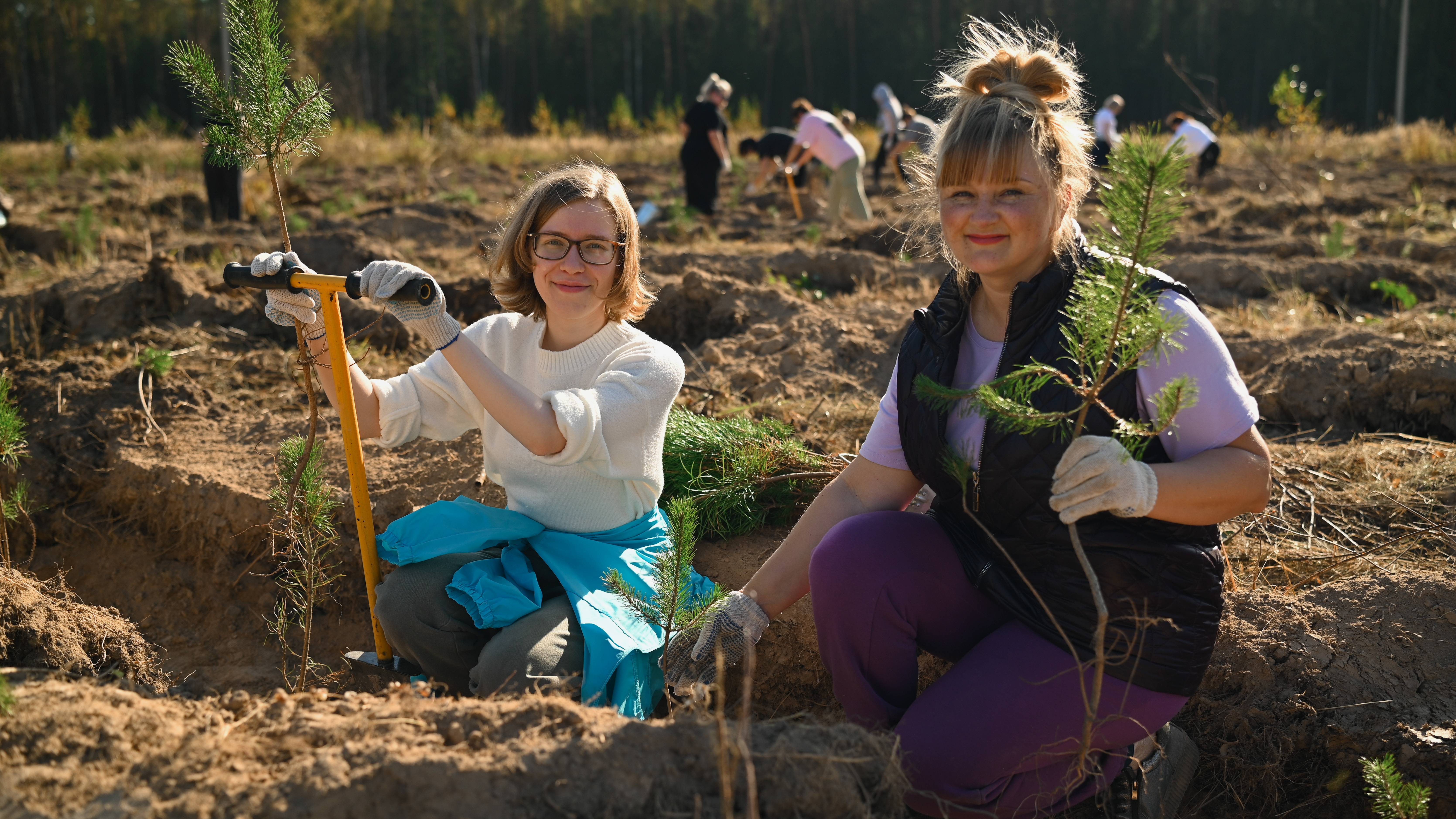 Посадка леса в Московской области 03.10.2024 года (Clarins)