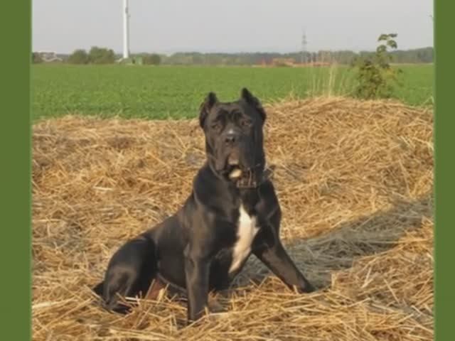 Кане корсо: Романтика