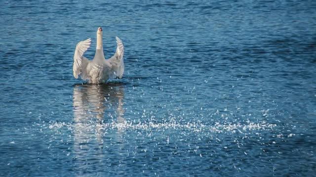 Птицы, прилетевшие из рая и музыка Giovanni Marradi - Just For You (Джованни Марради)