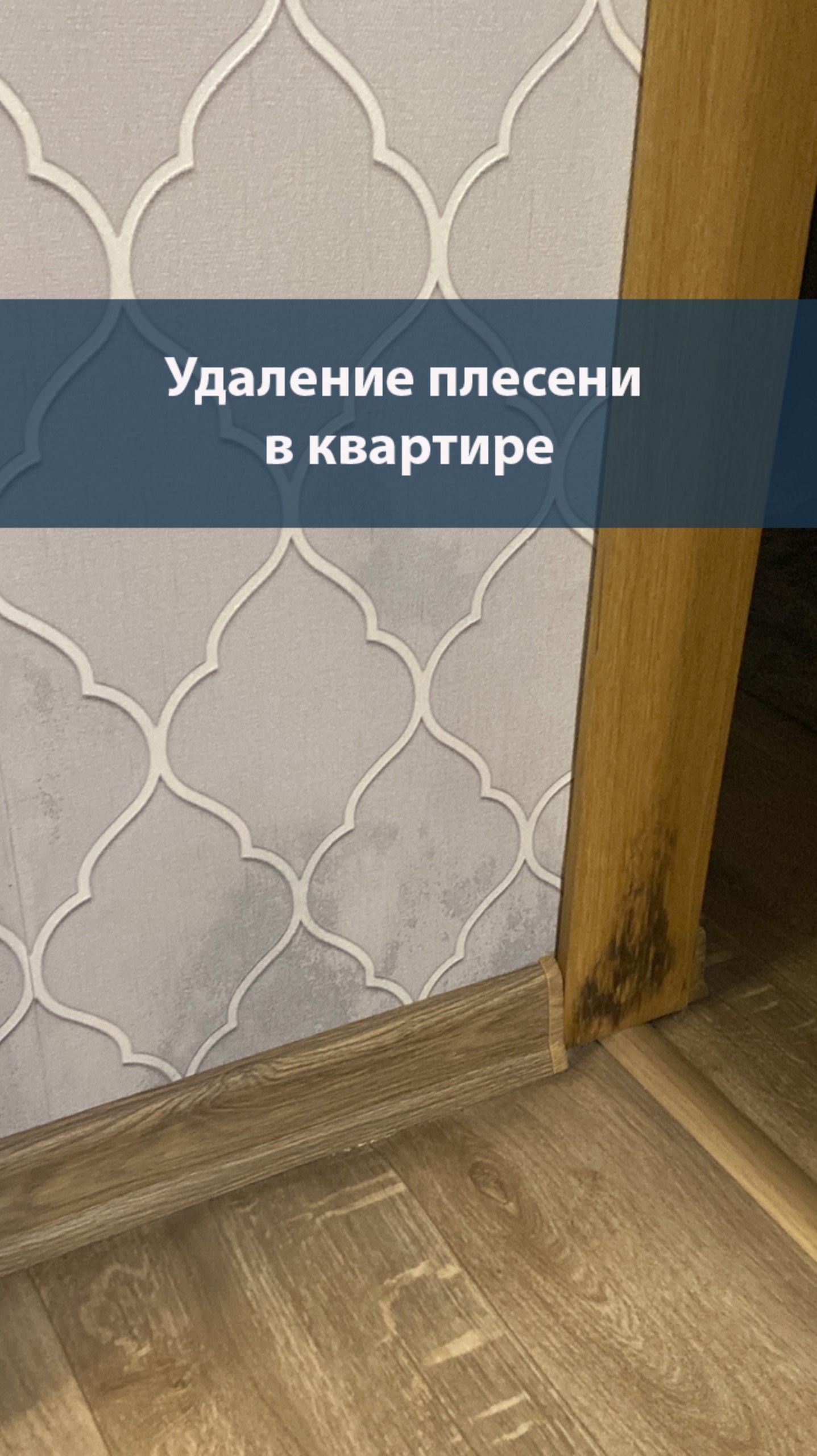 Удаление плесени со стен в квартире