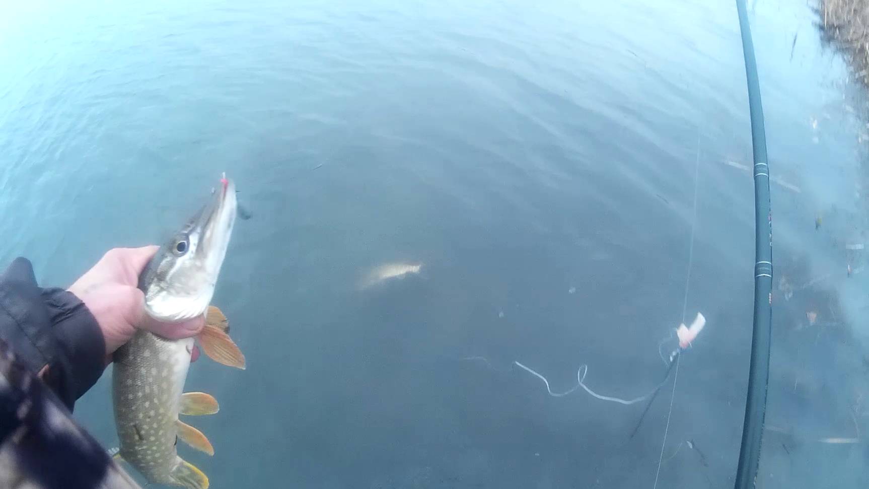 За щукой на спиннинг в ближнюю пойму озеро Широкогорлое.