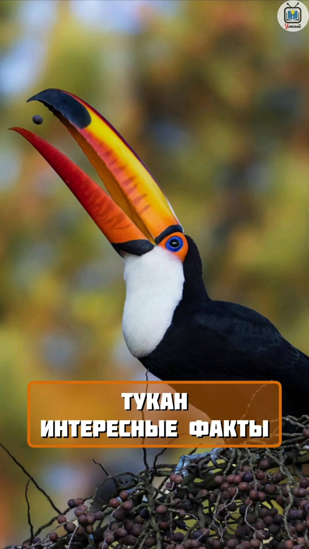 Тукан интересные факты #сезонконтентаRUTUBE #факты #интересное #животные #птицы