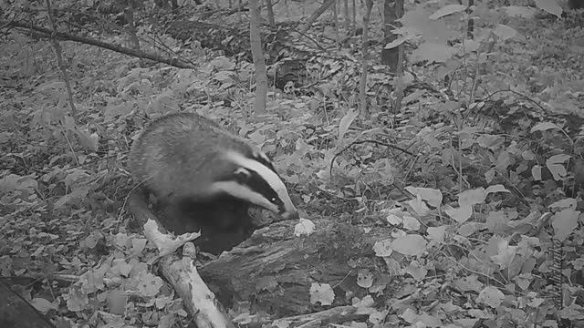 КТО МЕШАЕТ ОСАМ ЖИТЬ продолжение