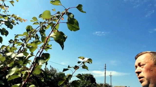 Летняя Обрезка Абрикоса в июле/Сдерживание кроны/Как Формировать Абрикос на Урожай