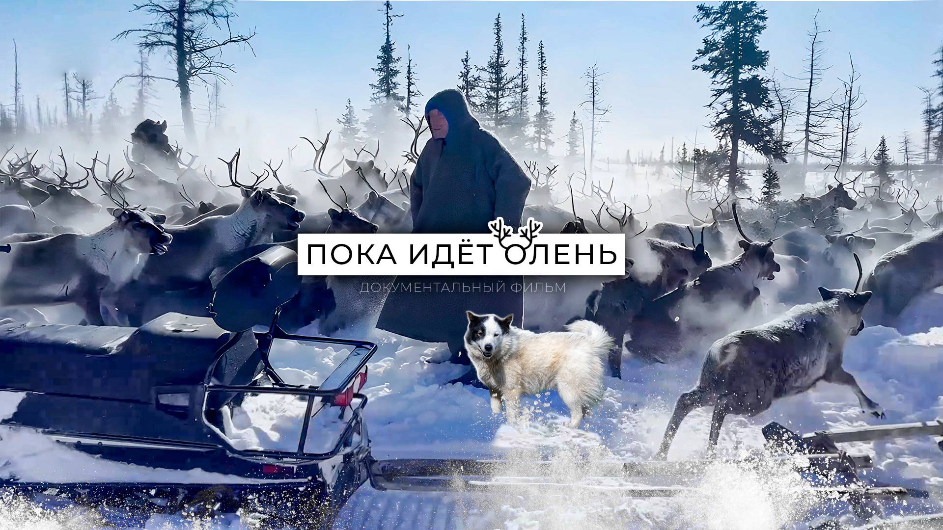 "Пока идет олень": история про оленеводство и вечную дружбу в Арктике | Документальный фильм