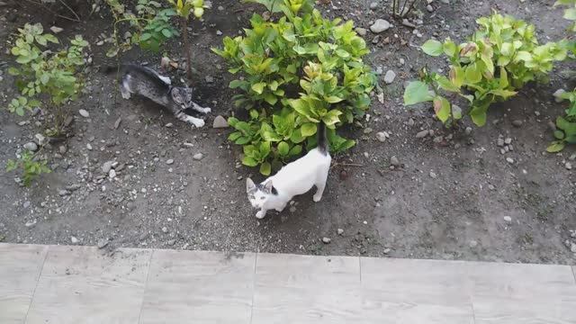 КОШАЧЬИ ИГРЫ. МОЖНО ДОЛГО  СМОТРЕТЬ , НЕ ОТРЫВАЯСЬ. КОТЁНОК - ХУЛИГАН. СТРОГАЯ МАМА - КОШКА.