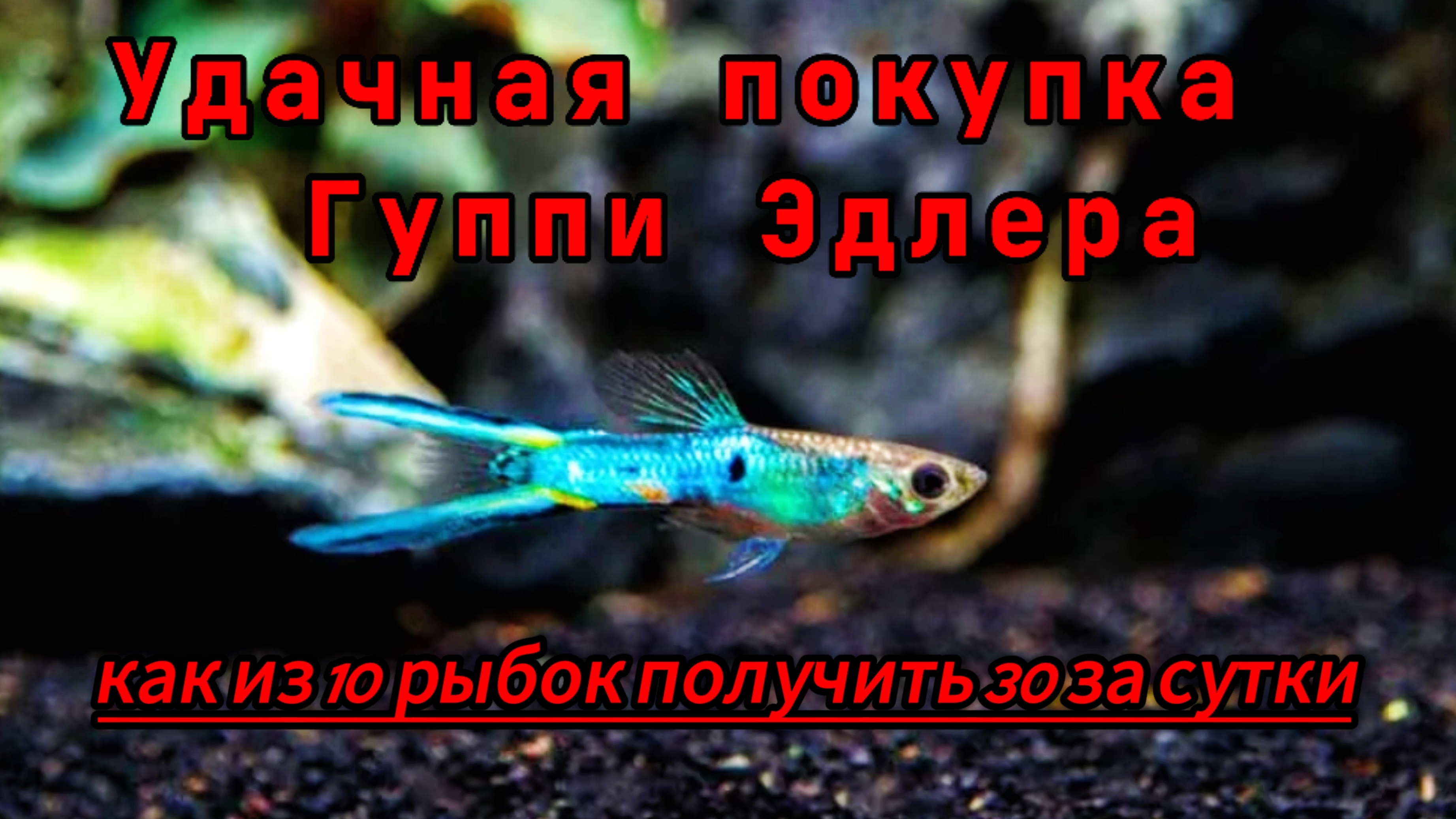 Гуппи Эндлера