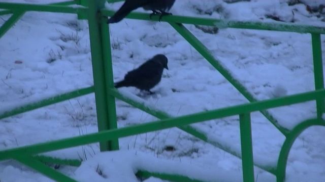 Галки и снег на 5 ноября 2024. Записки ветврача орнитолога.