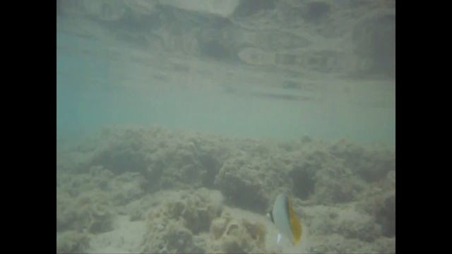 Подводный мир ШармаЧасть 1_