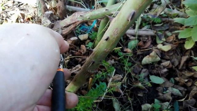 Как Просто Обрезать Плетистую Розу/Осенняя Обрезка Розы/Готовим Розы к Зиме/(0+)