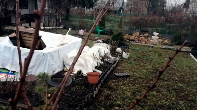 Весенняя Обрезка Абрикоса (3 год)/Формировка Чашей/Посадка и Уход за Саженцем/ 3 часть