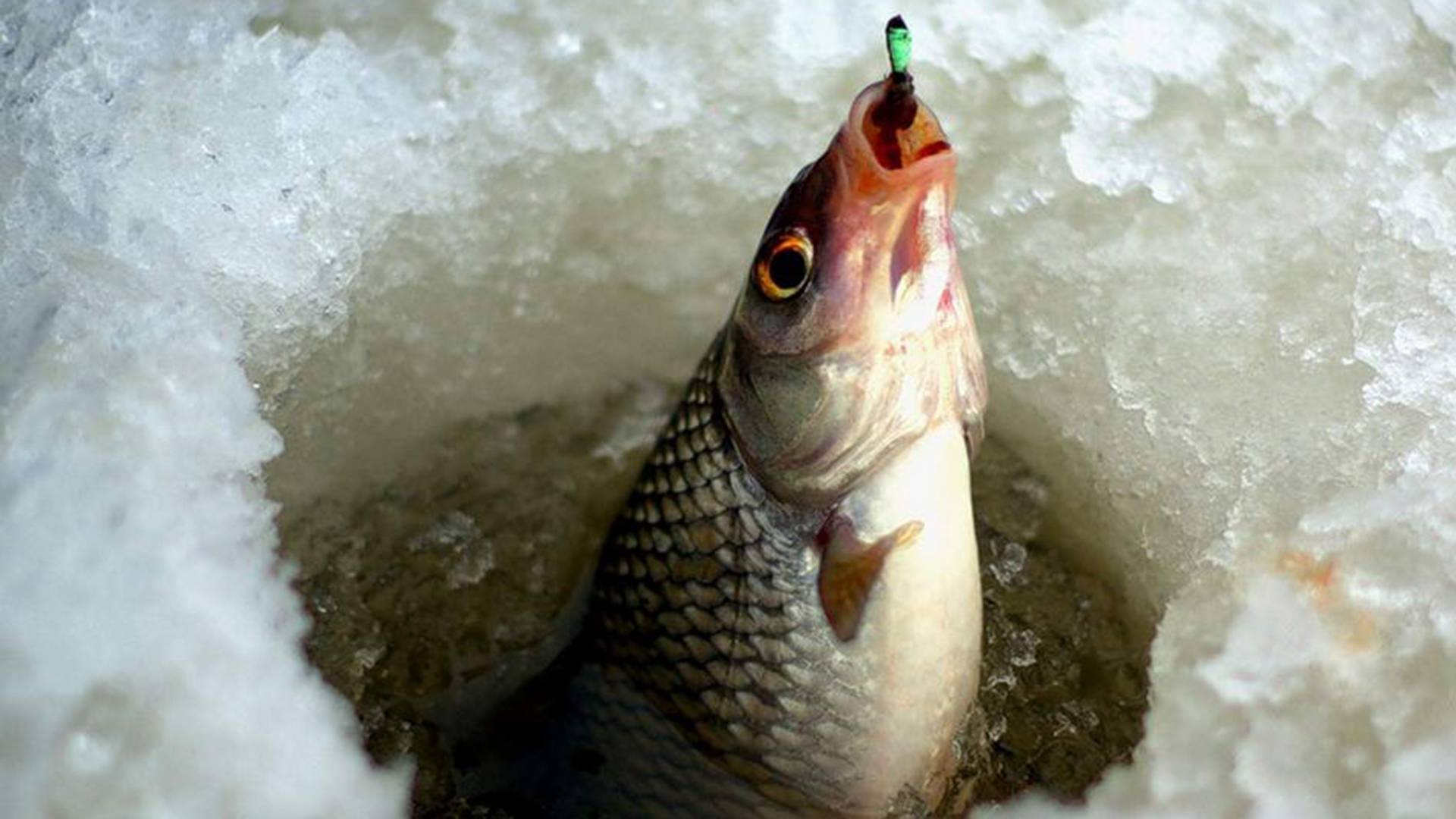 Оснастка зимней удочки.