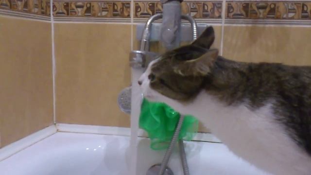 кот пьет из-под крана