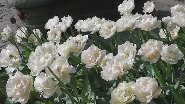 Краснодар-Весна-Тюльпаны